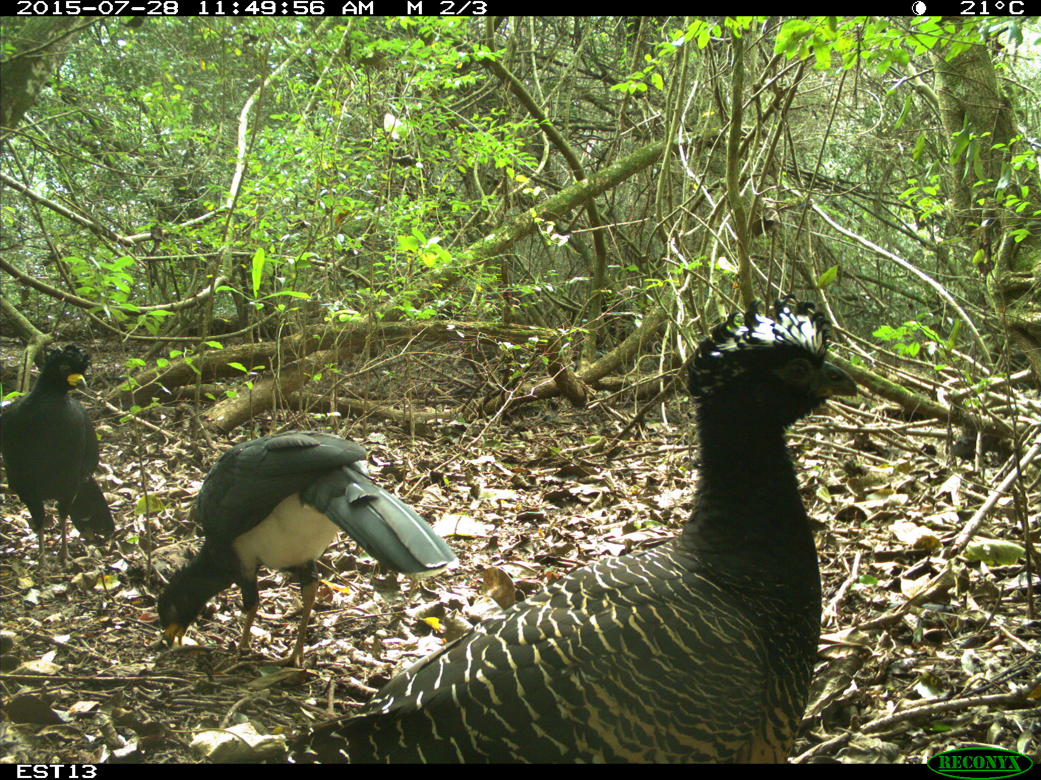 SALVANDO AL MUITÚ | CECOAL